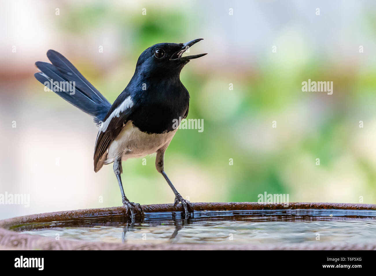Male Oriental Magpie Robin perching on clay bowl of water Stock Photo ...