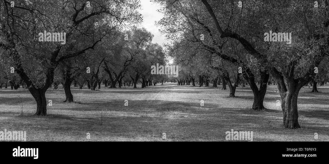 Olive trees plantation Stock Photo - Alamy