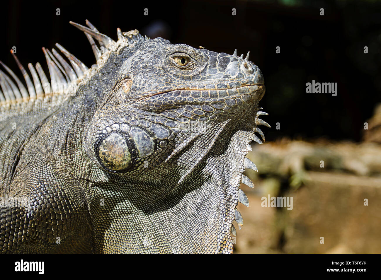 Grey grey scale hi-res stock photography and images - Alamy