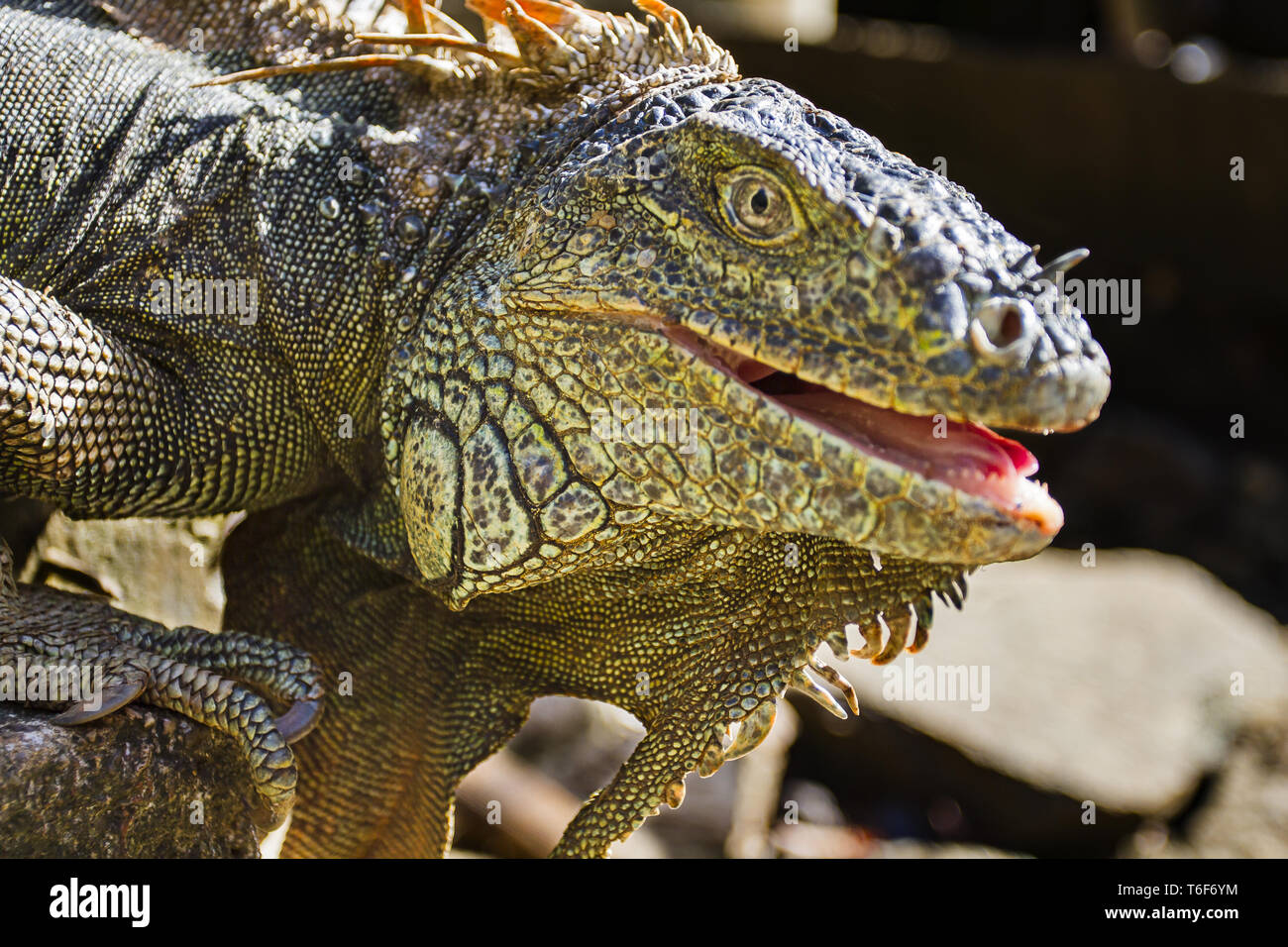 The head of the iguana hi-res stock photography and images - Alamy