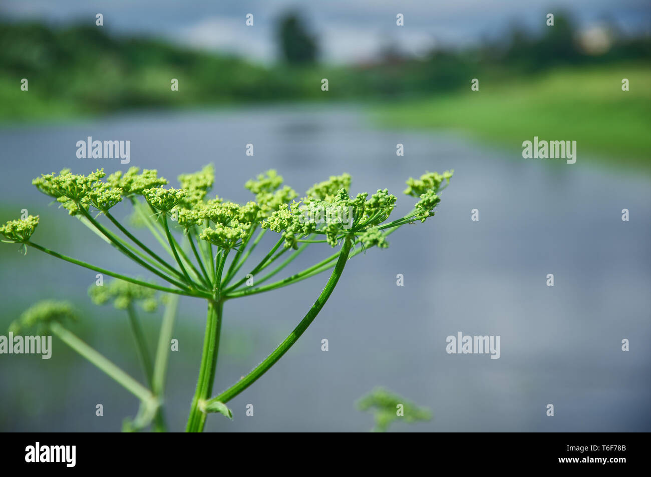 Angelica closeup hi-res stock photography and images - Alamy