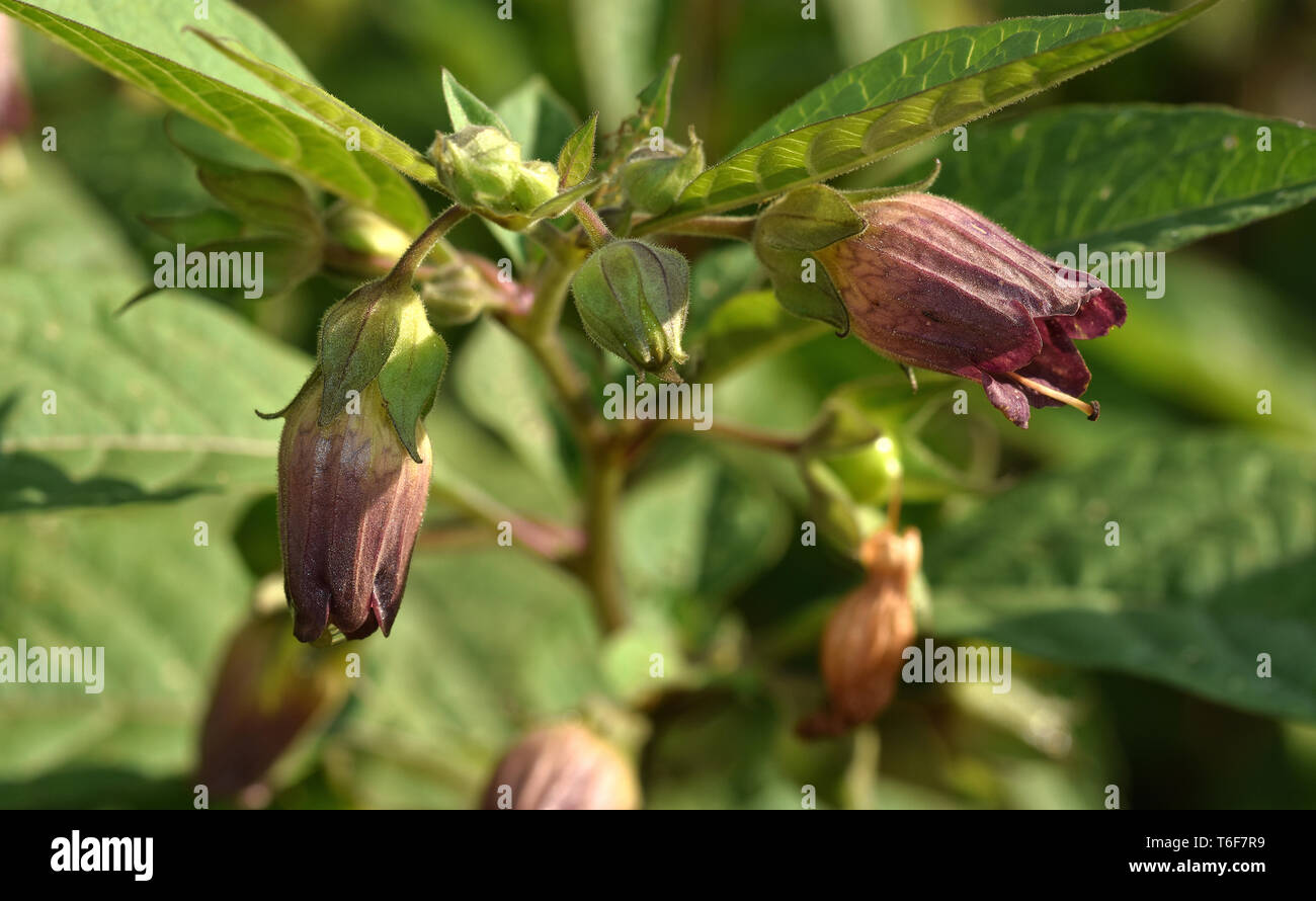 Belladonna, banewort, dwale, deadly nightshade, death cherries, devil's ...