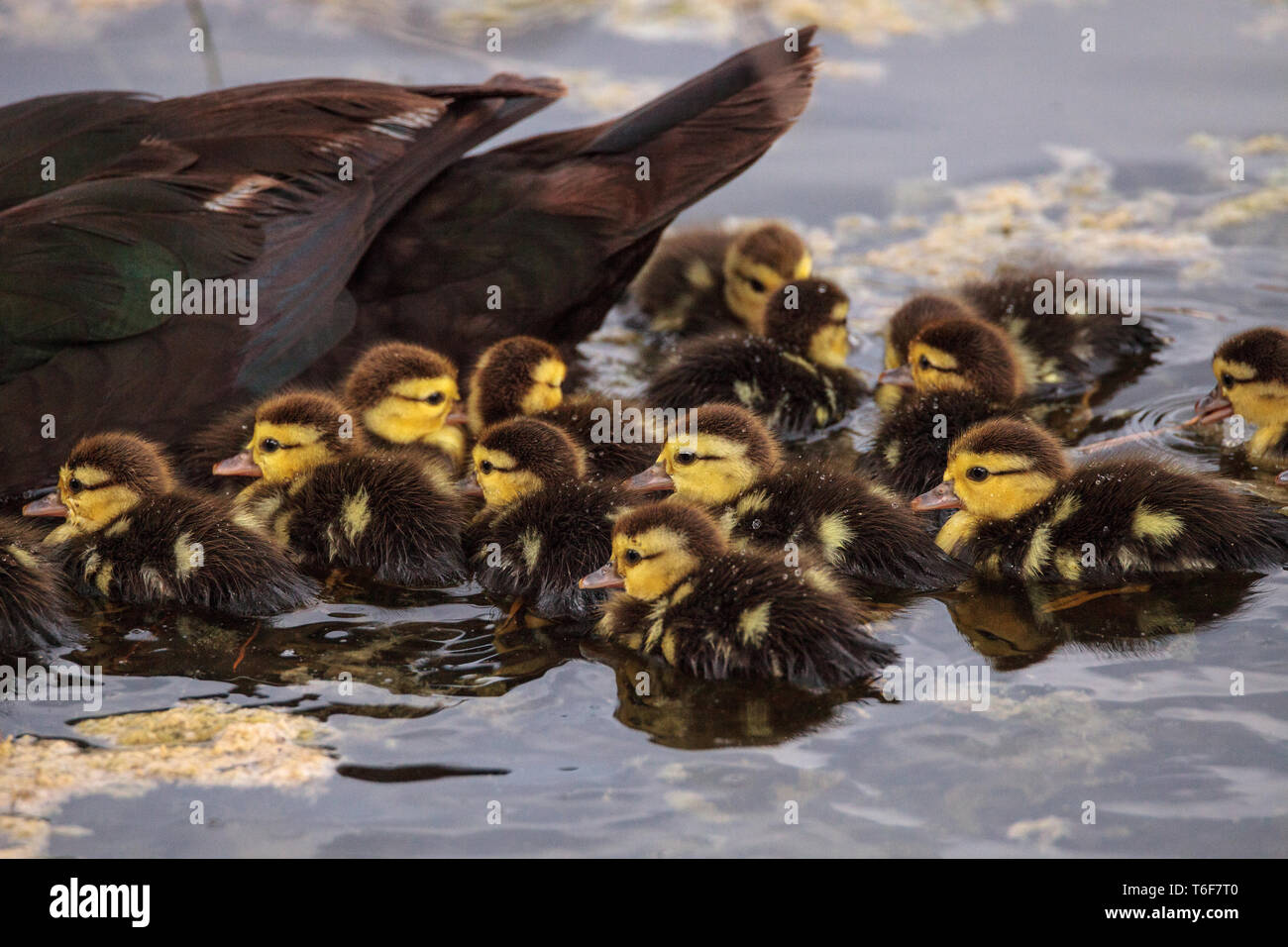 Large flock of Baby Muscovy ducklings Cairina moschata crowd together ...