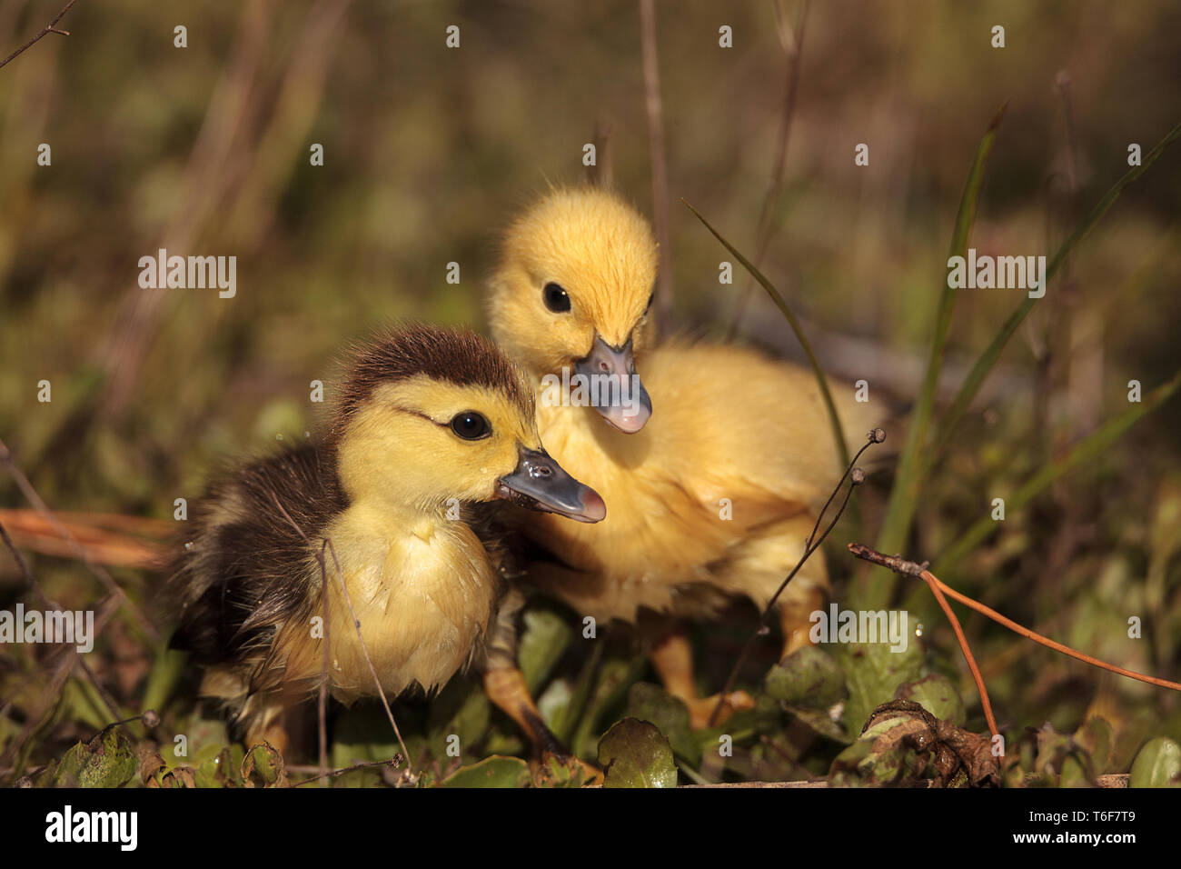 Baby Muscovy ducklings Cairina moschata flock Stock Photo - Alamy