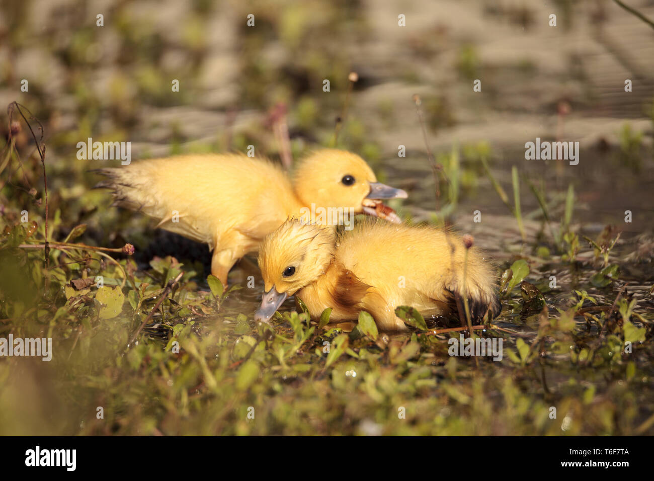Baby Muscovy ducklings Cairina moschata flock Stock Photo - Alamy