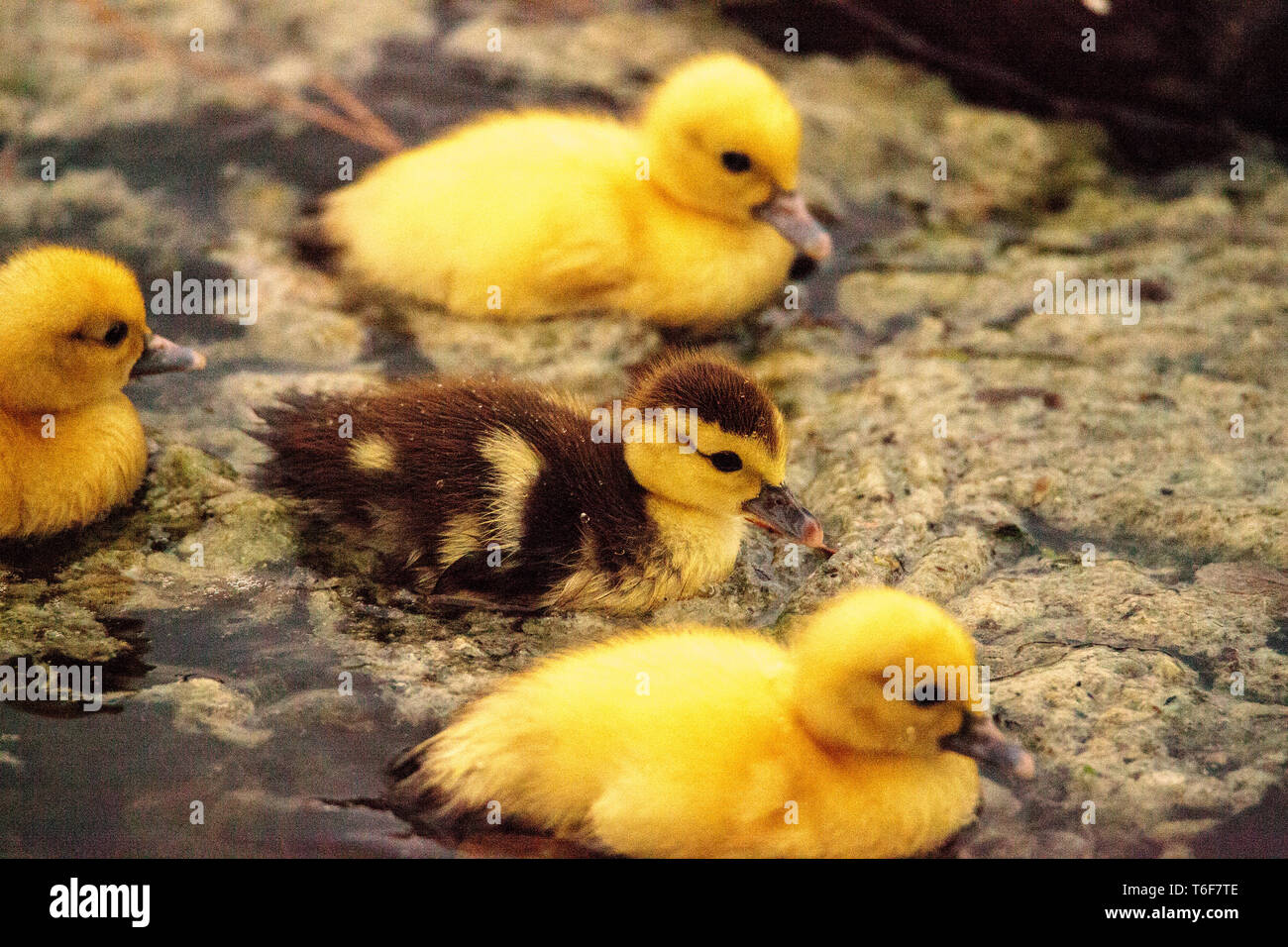Baby Muscovy ducklings Cairina moschata flock together in a pond Stock ...