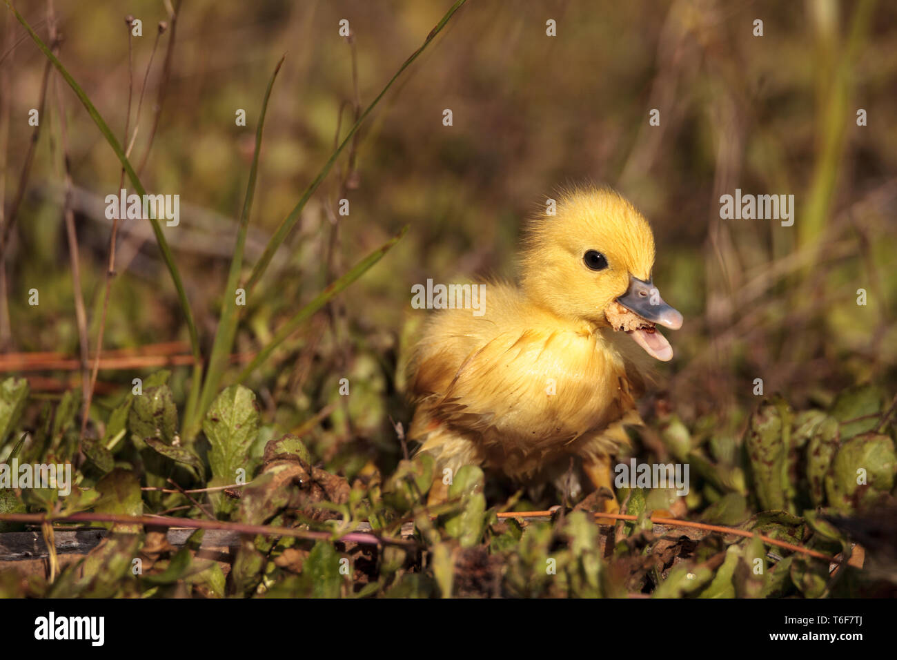 Baby Muscovy ducklings Cairina moschata flock Stock Photo - Alamy