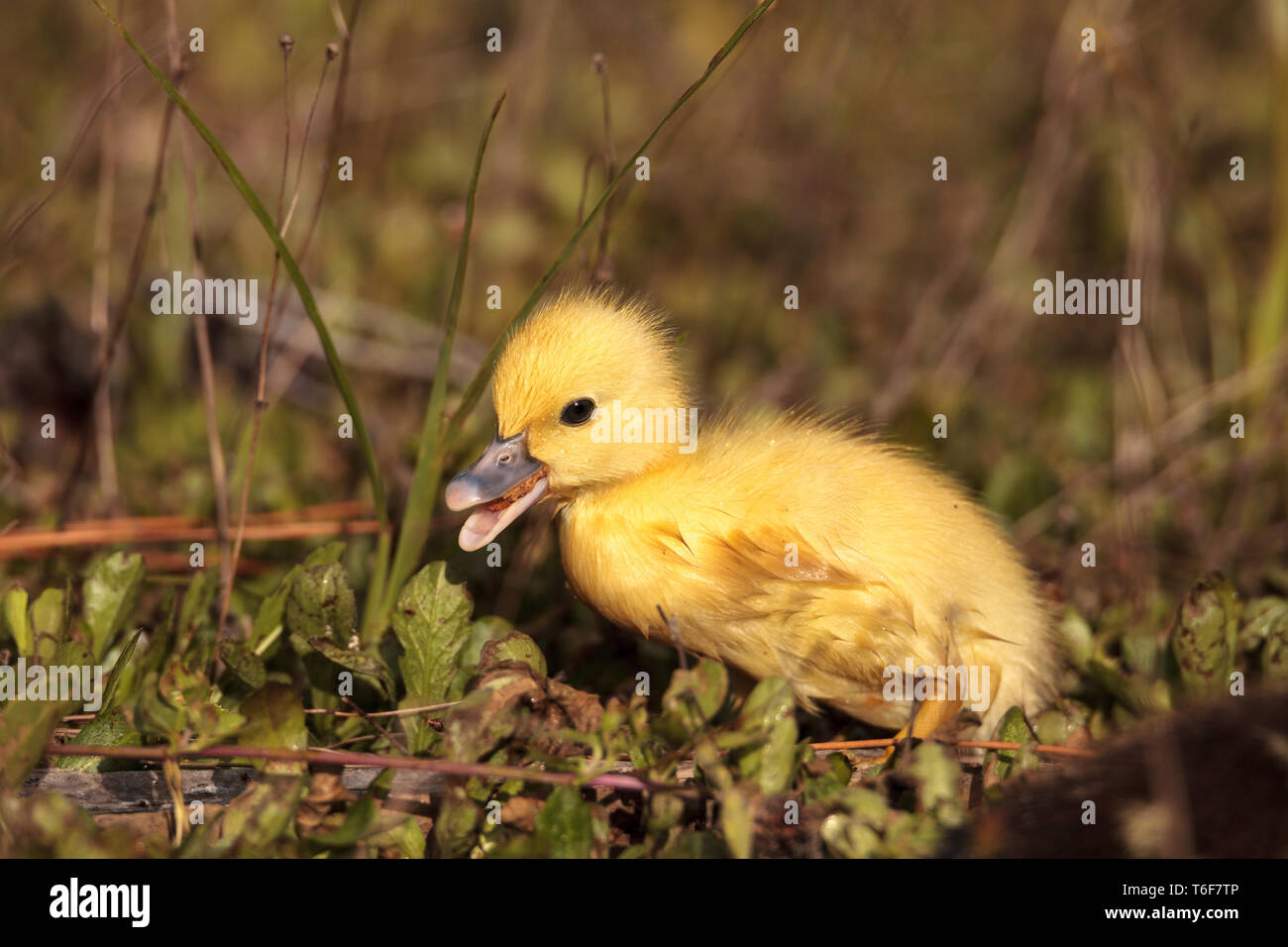 Baby Muscovy ducklings Cairina moschata flock Stock Photo - Alamy