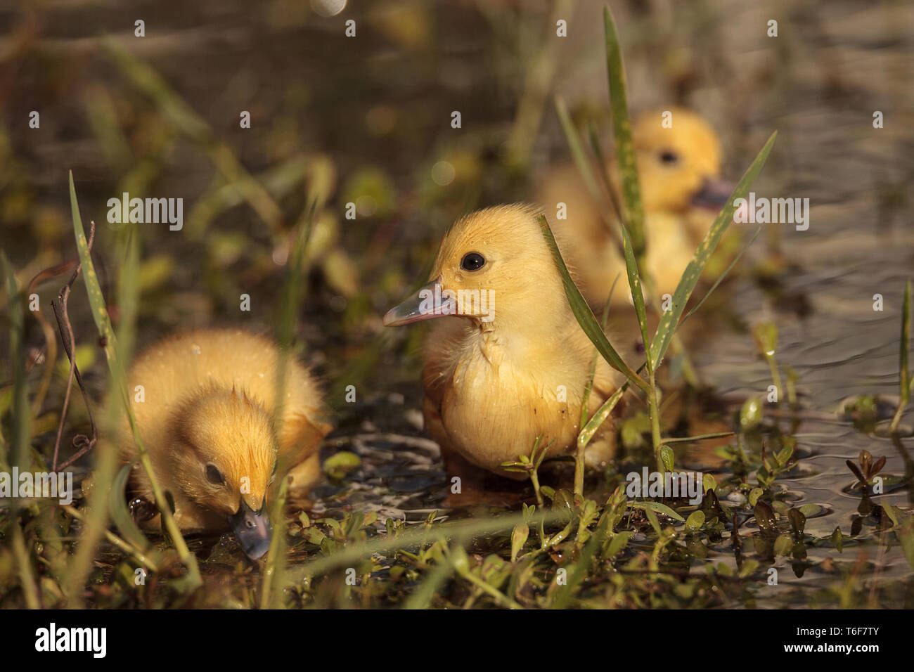 Baby Muscovy ducklings Cairina moschata flock Stock Photo - Alamy