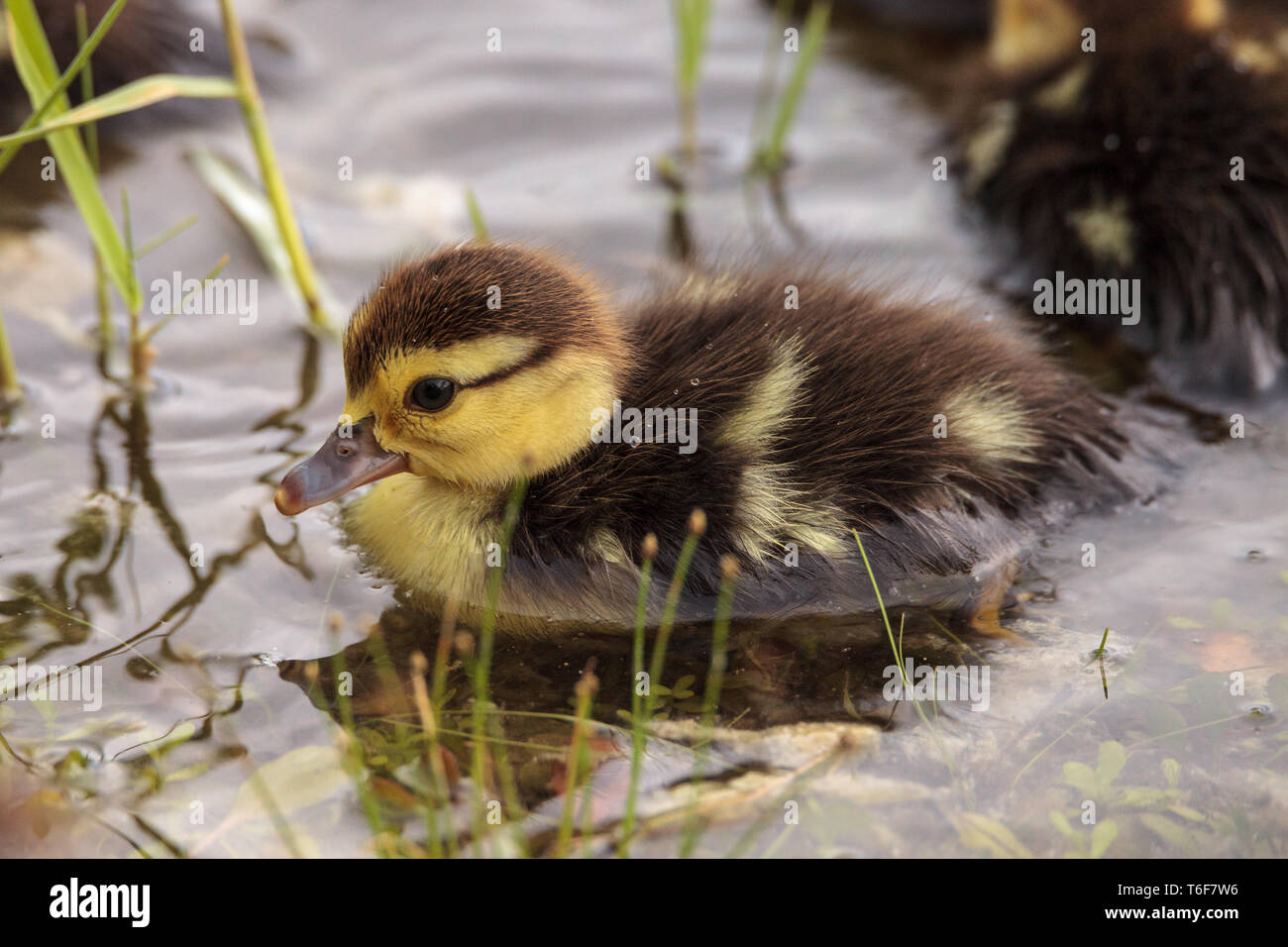 Baby Muscovy ducklings Cairina moschata flock Stock Photo - Alamy