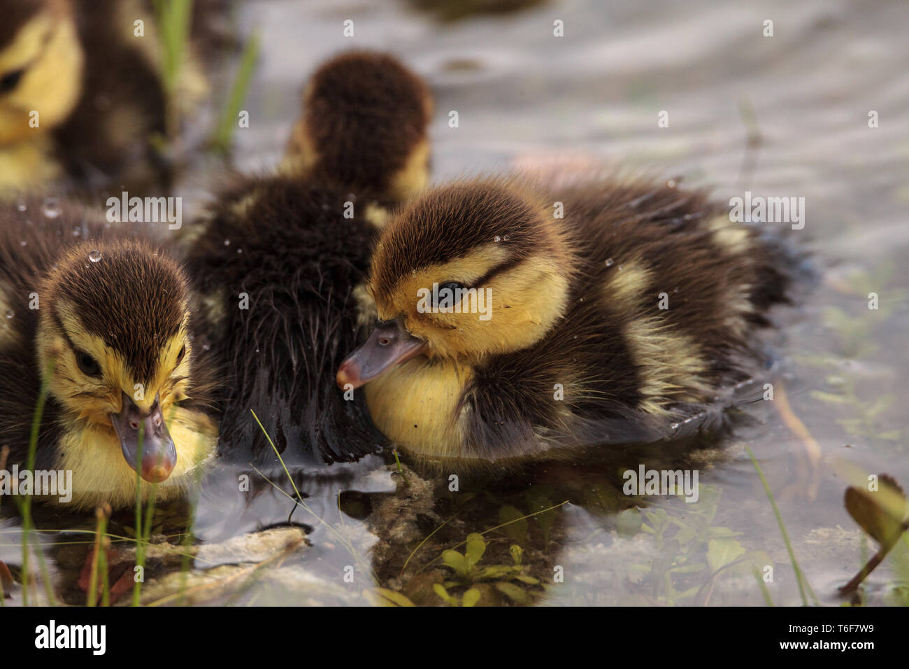 Baby Muscovy ducklings Cairina moschata flock Stock Photo - Alamy