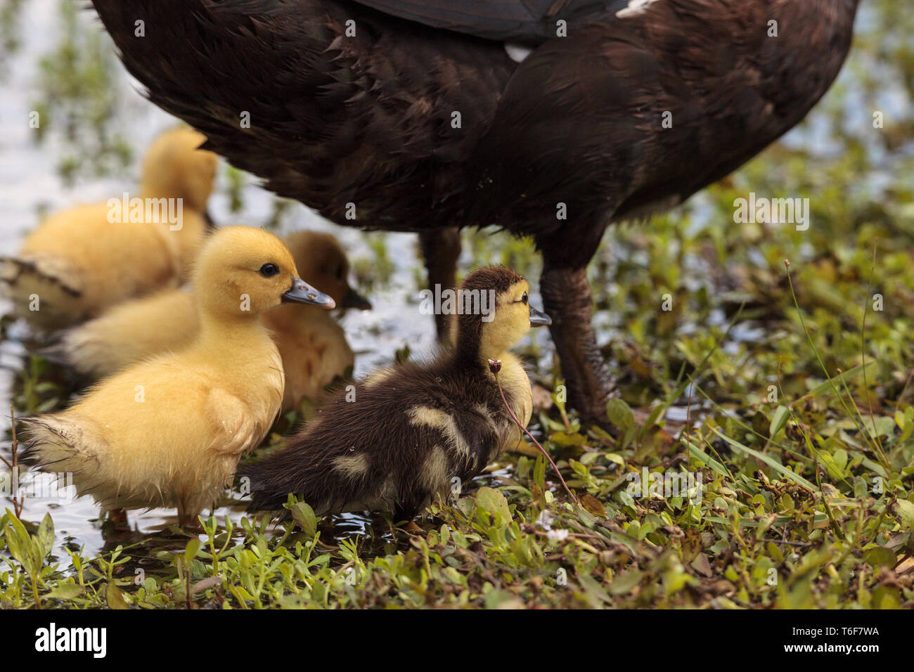 Baby Muscovy ducklings Cairina moschata flock Stock Photo - Alamy