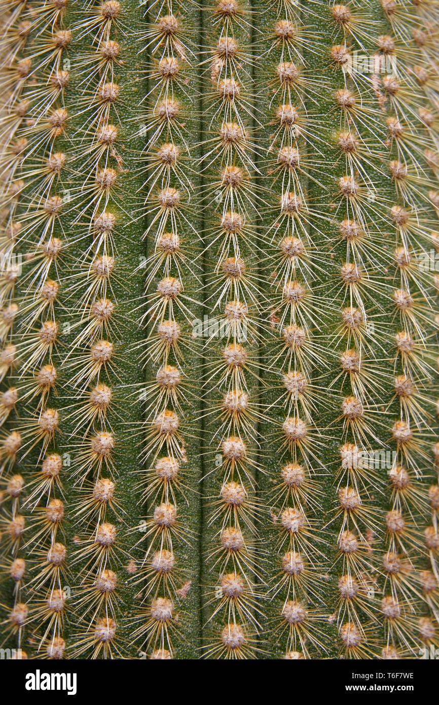 Cactus needles close up hi-res stock photography and images - Alamy