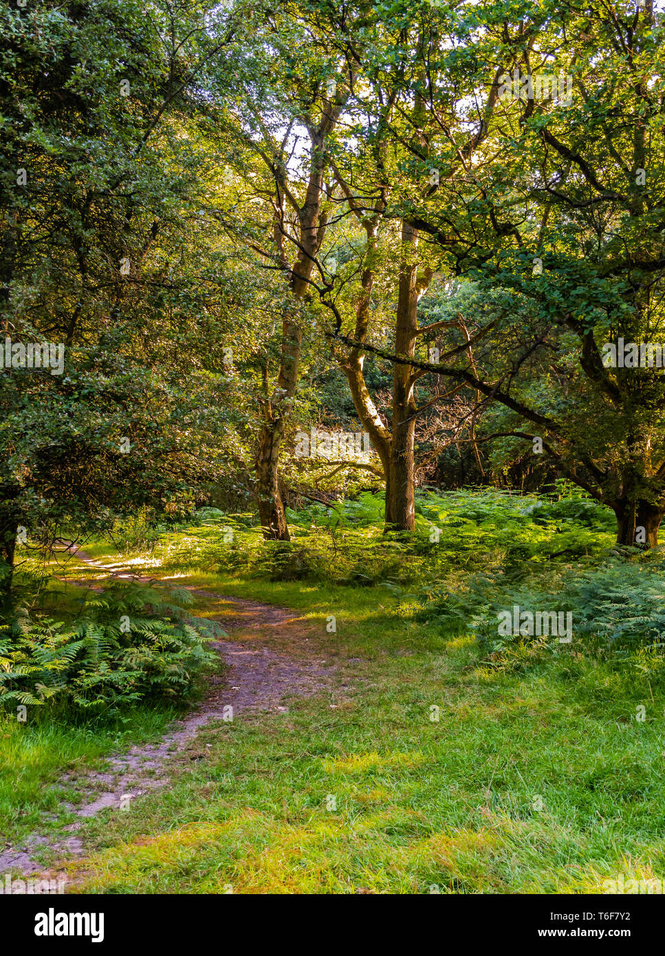 Beautiful woodland path hi-res stock photography and images - Alamy