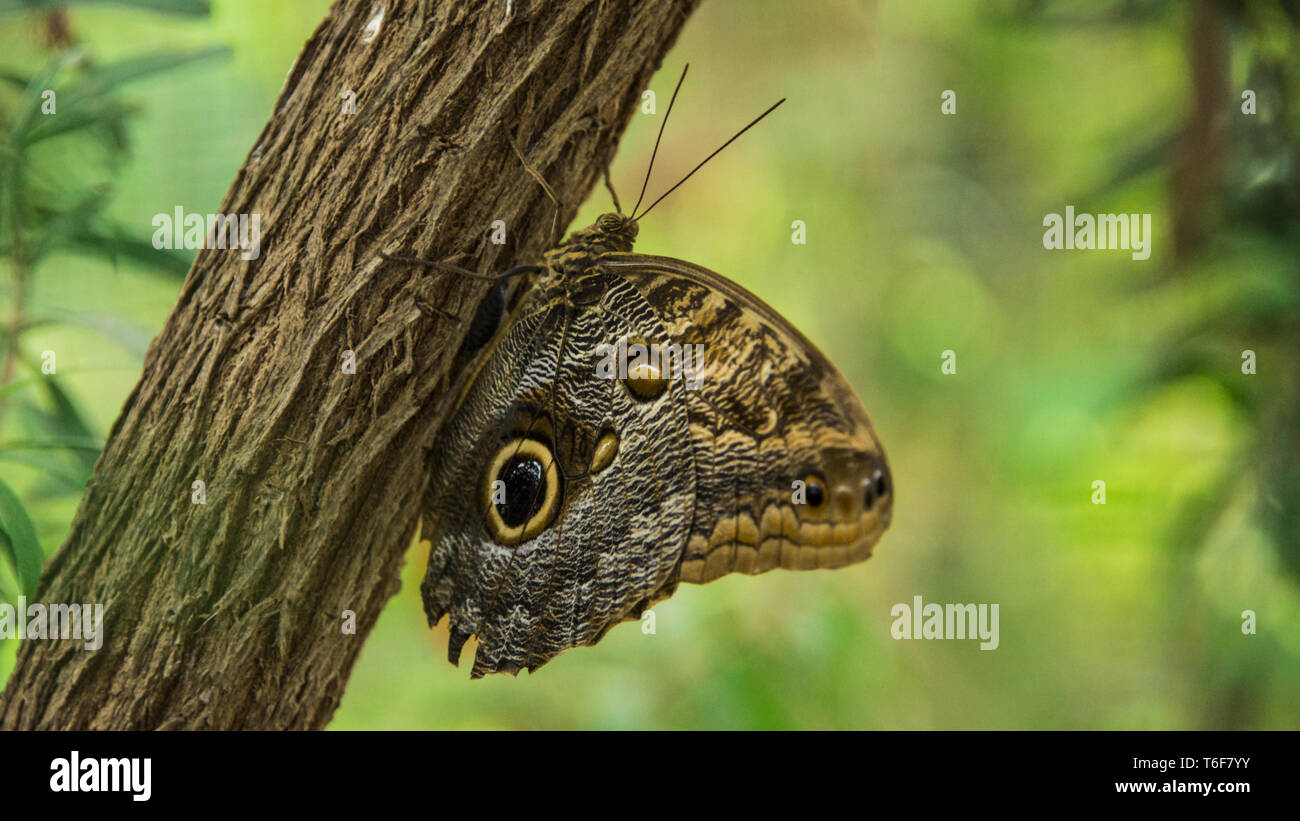 Butterfly saturniidae hi-res stock photography and images - Alamy