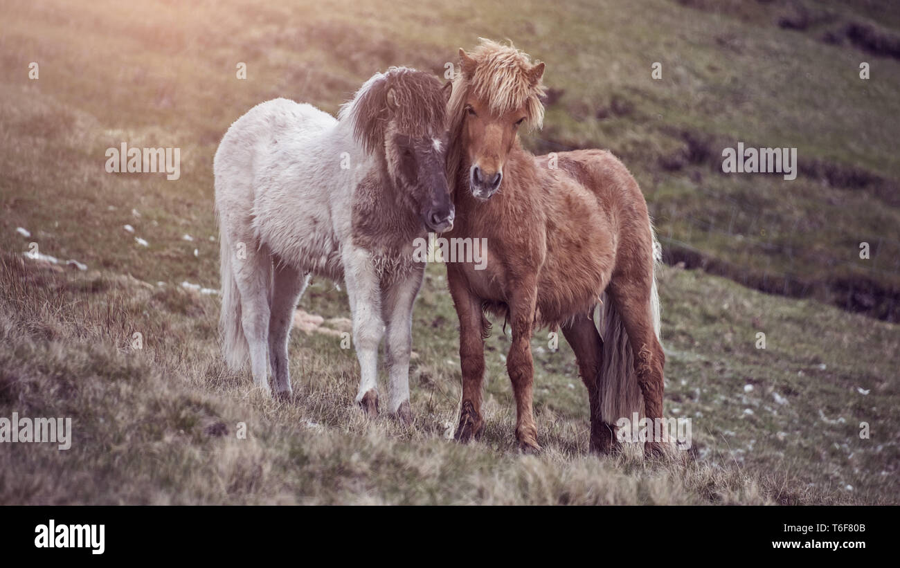 Horses are cuddling hi-res stock photography and images - Alamy