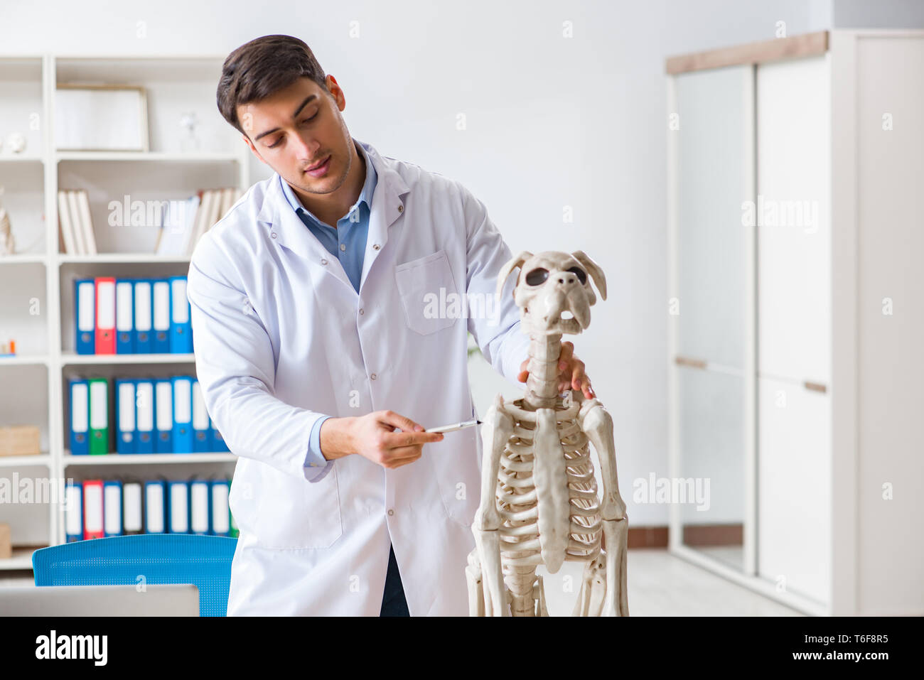 Doctor vet practicing on dog skeleton Stock Photo - Alamy