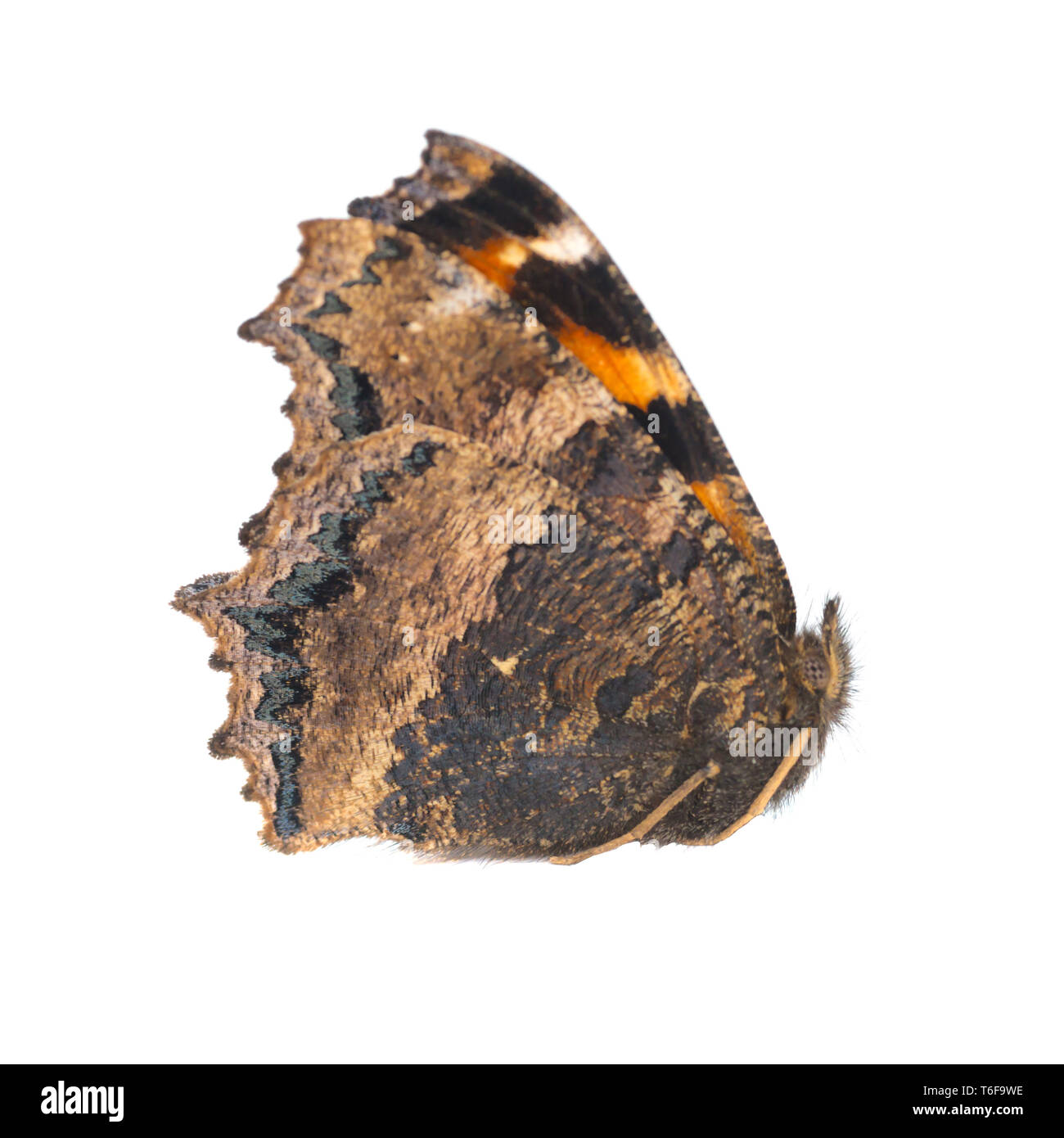 Tortoiseshell design hi-res stock photography and images - Alamy