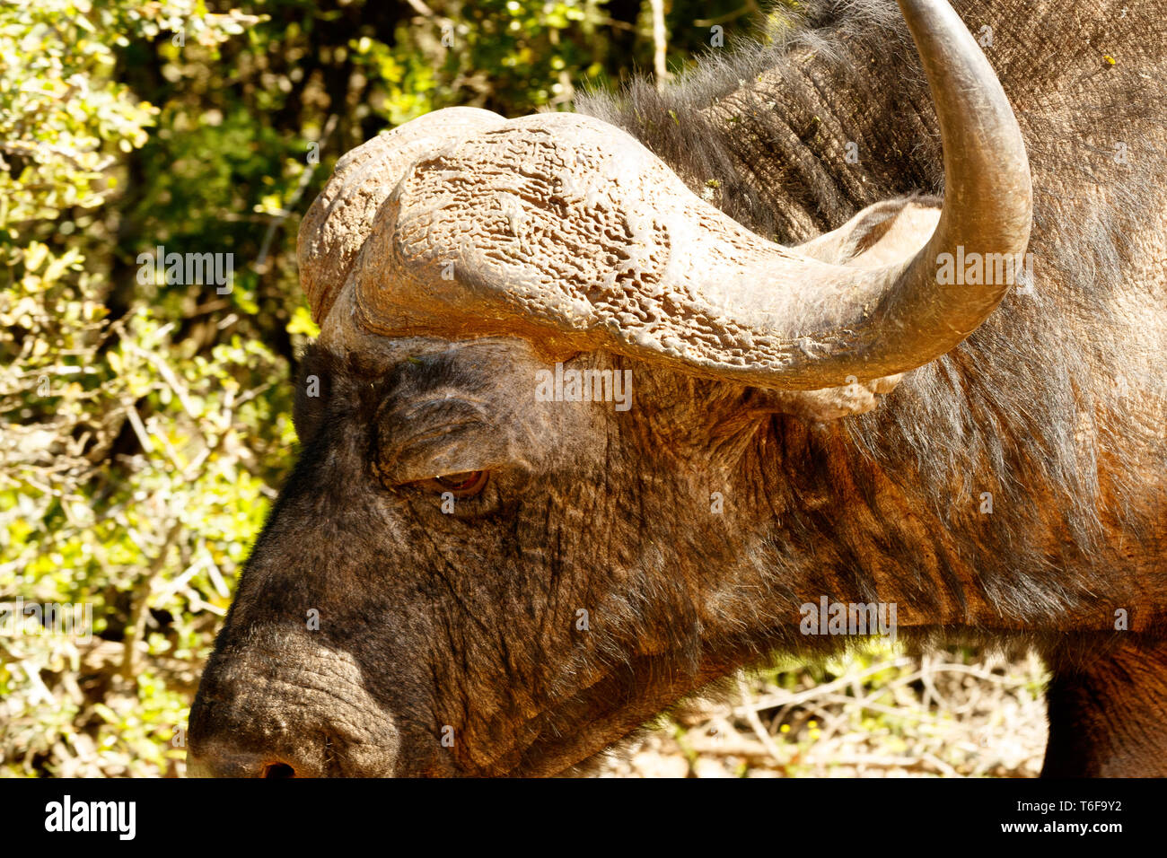 Close up of an buffalo standing Stock Photo - Alamy