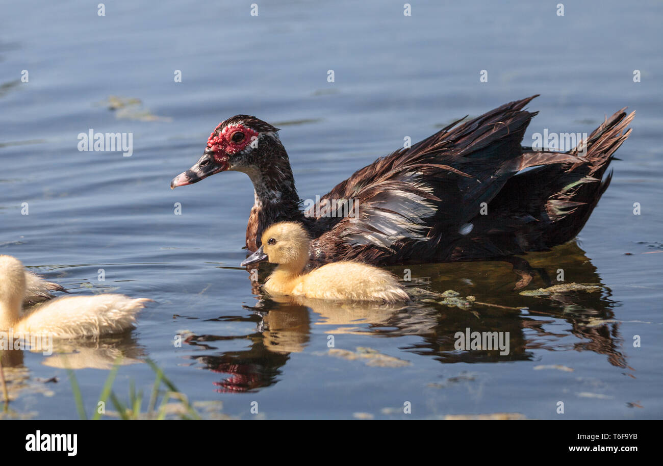Baby Muscovy ducklings Cairina moschata flock Stock Photo - Alamy