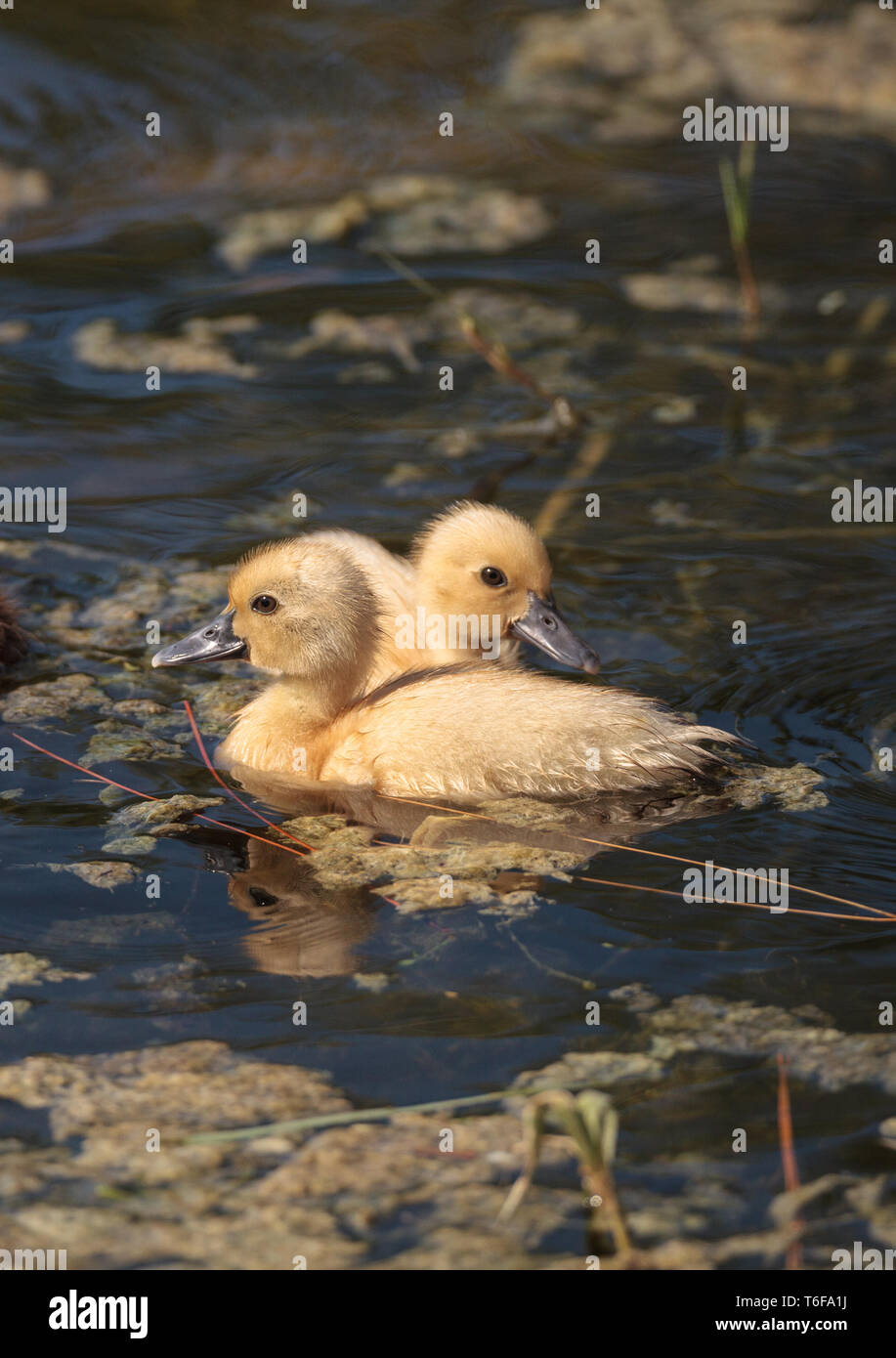 Baby Muscovy ducklings Cairina moschata flock Stock Photo - Alamy