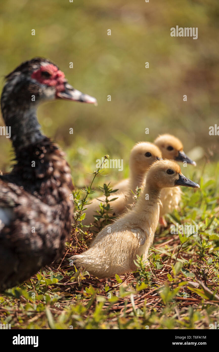 Baby Muscovy ducklings Cairina moschata flock Stock Photo - Alamy