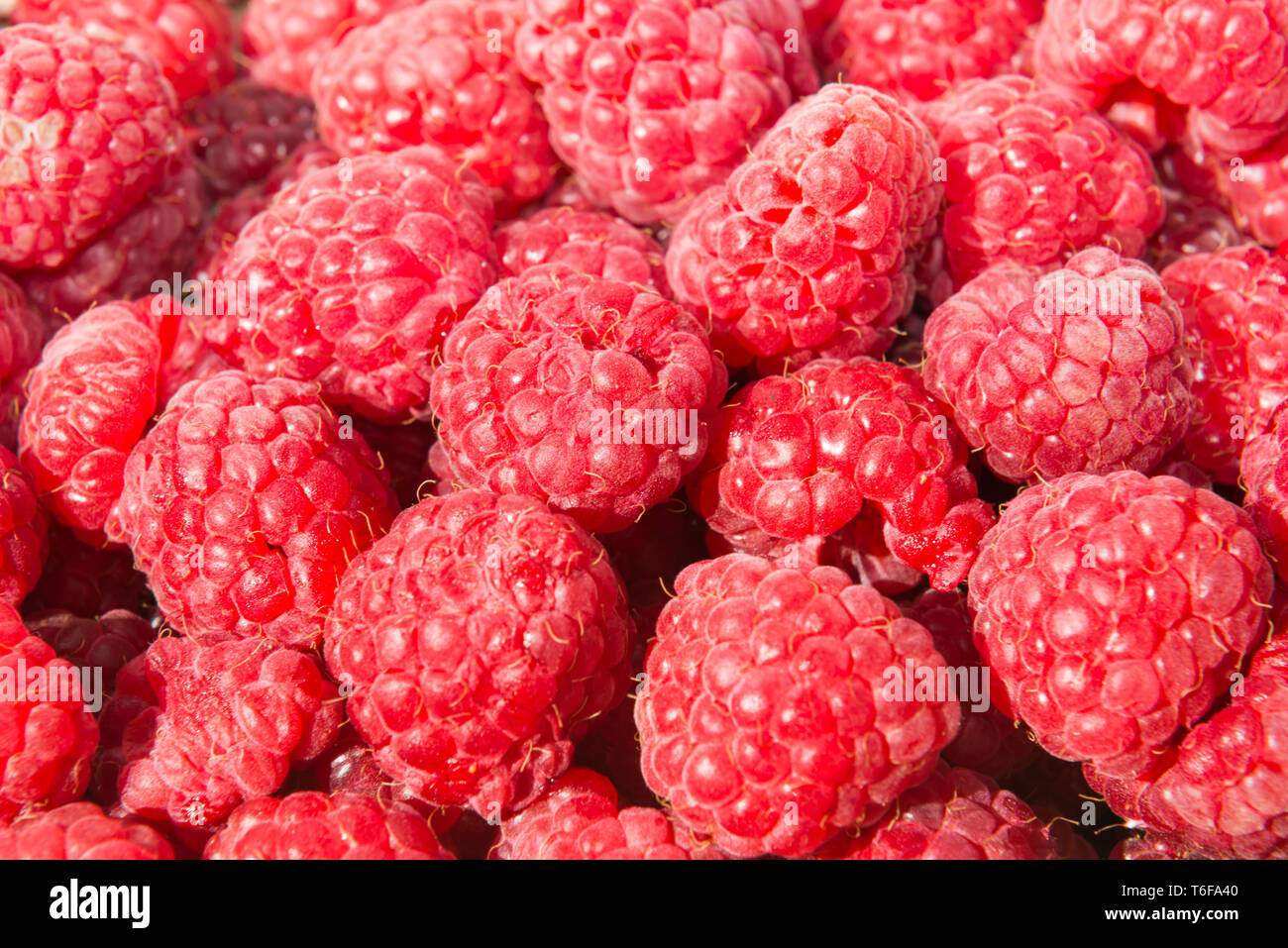 Raspberries in nature hi-res stock photography and images - Alamy