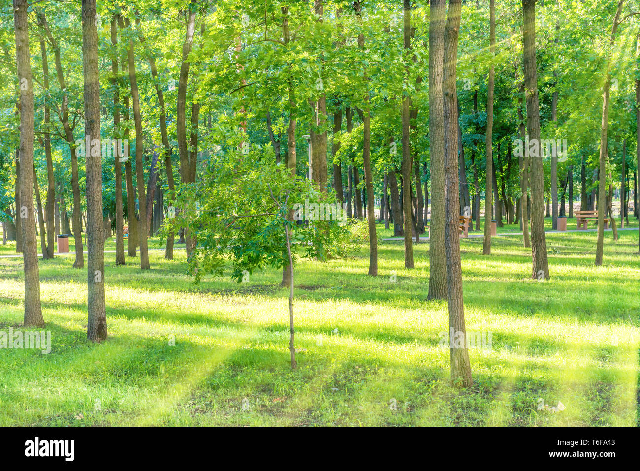 Sunny park with green grass Stock Photo - Alamy
