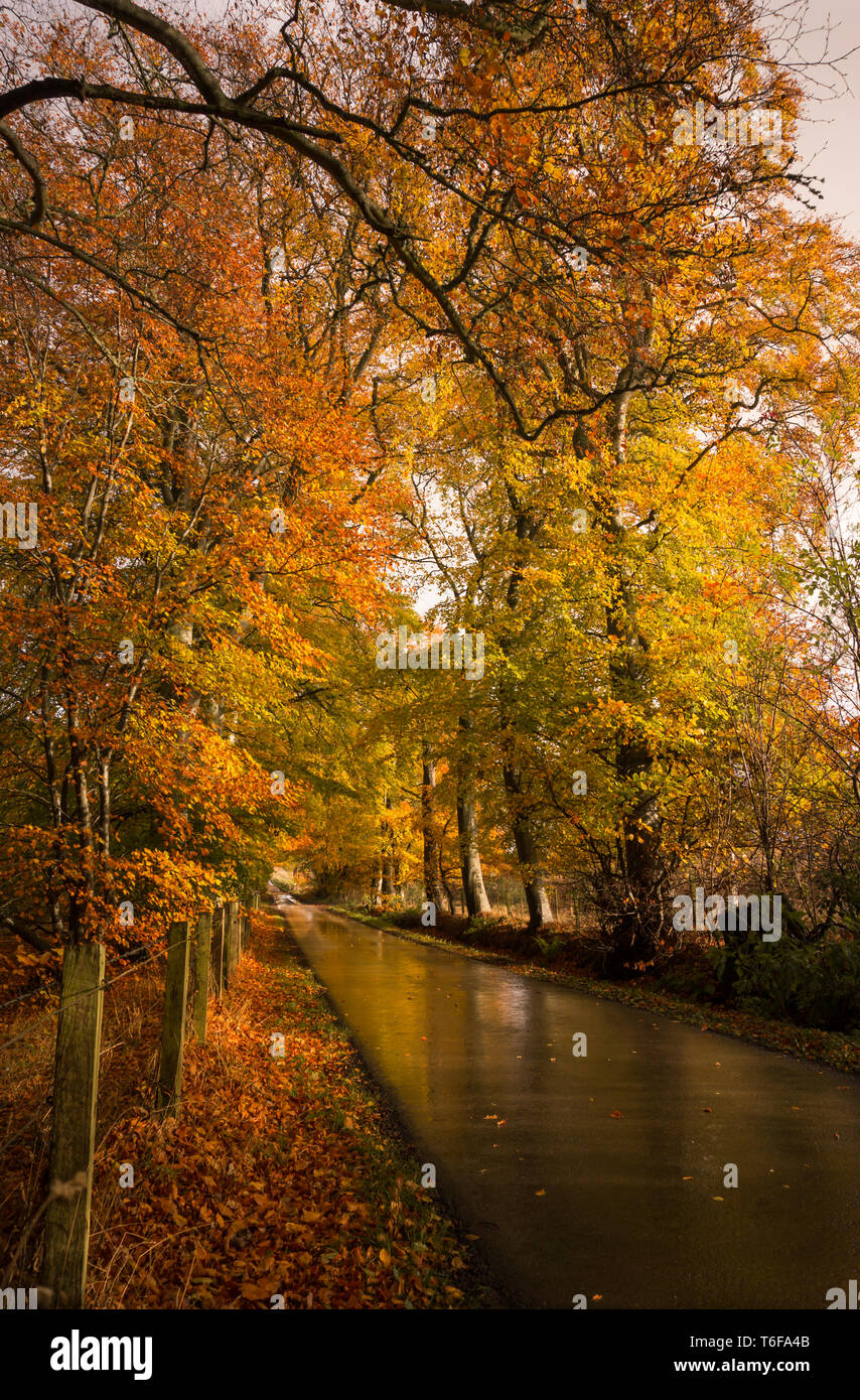 A quiet country road with autumn, fall leaves and colours Stock Photo ...