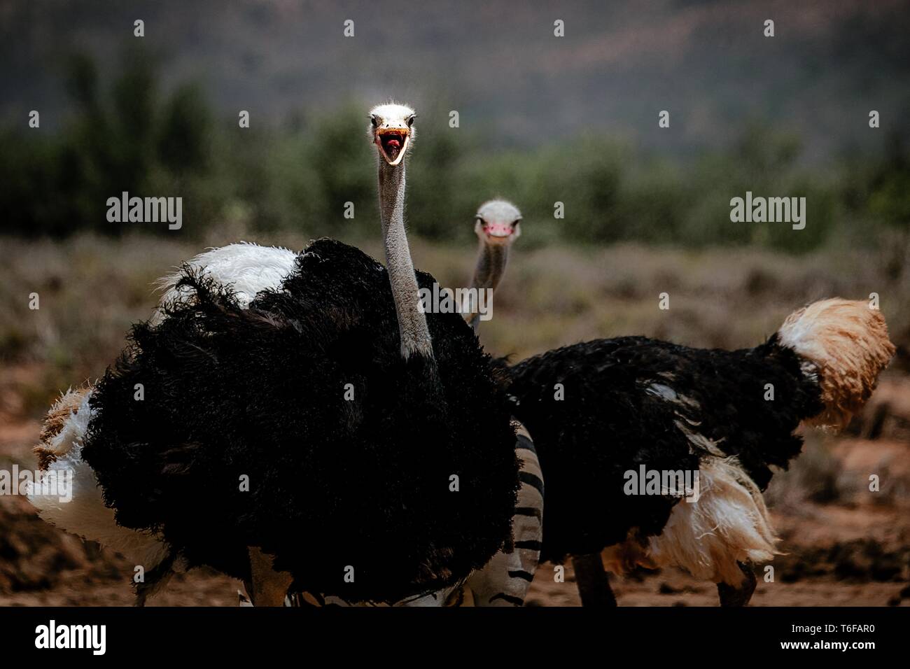 Two ostriches in the wild Stock Photo - Alamy