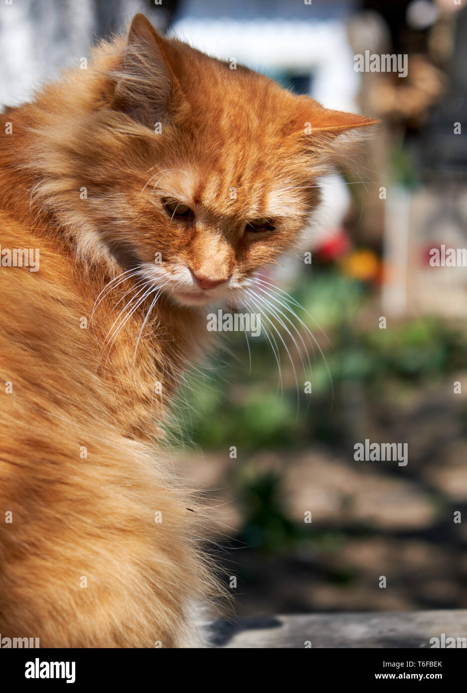 adult red fluffy cat sits sideways on the street, day Stock Photo - Alamy