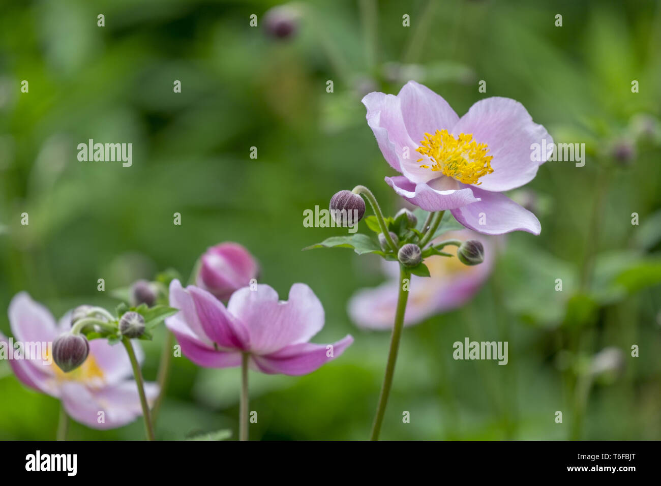 Autumn Anemone High Resolution Stock Photography and Images - Alamy