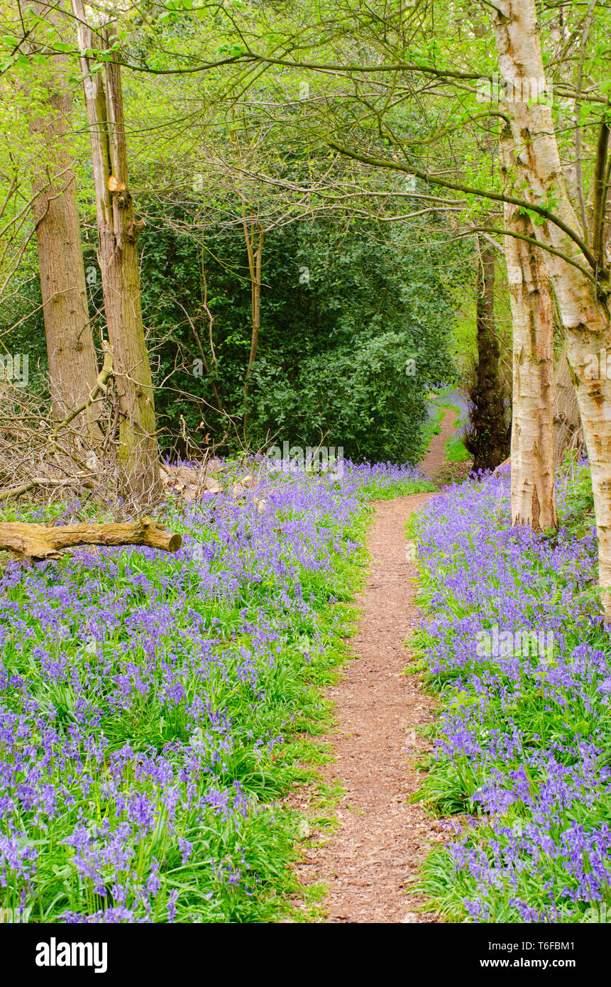 long forest path bordered with Bluebells Stock Photo - Alamy
