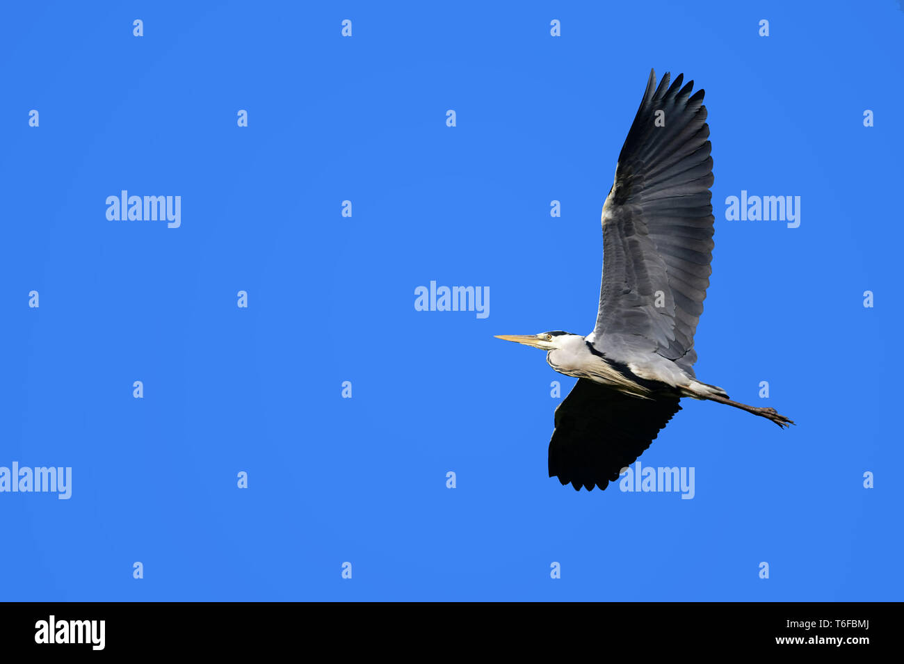 grey heron in flight Stock Photo - Alamy