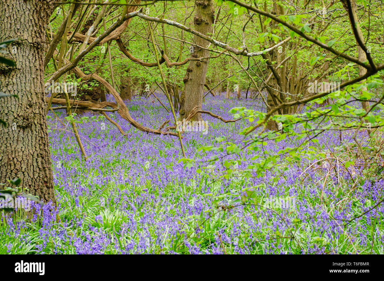 Bluebells flowering in spring hi-res stock photography and images - Alamy