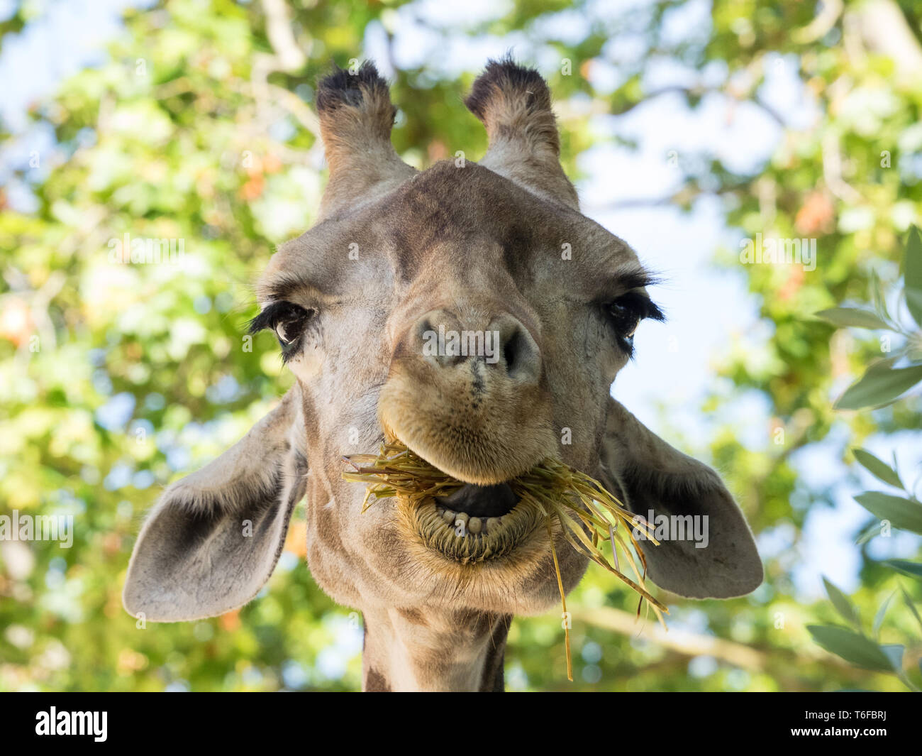 Giraffe ears hi-res stock photography and images - Alamy