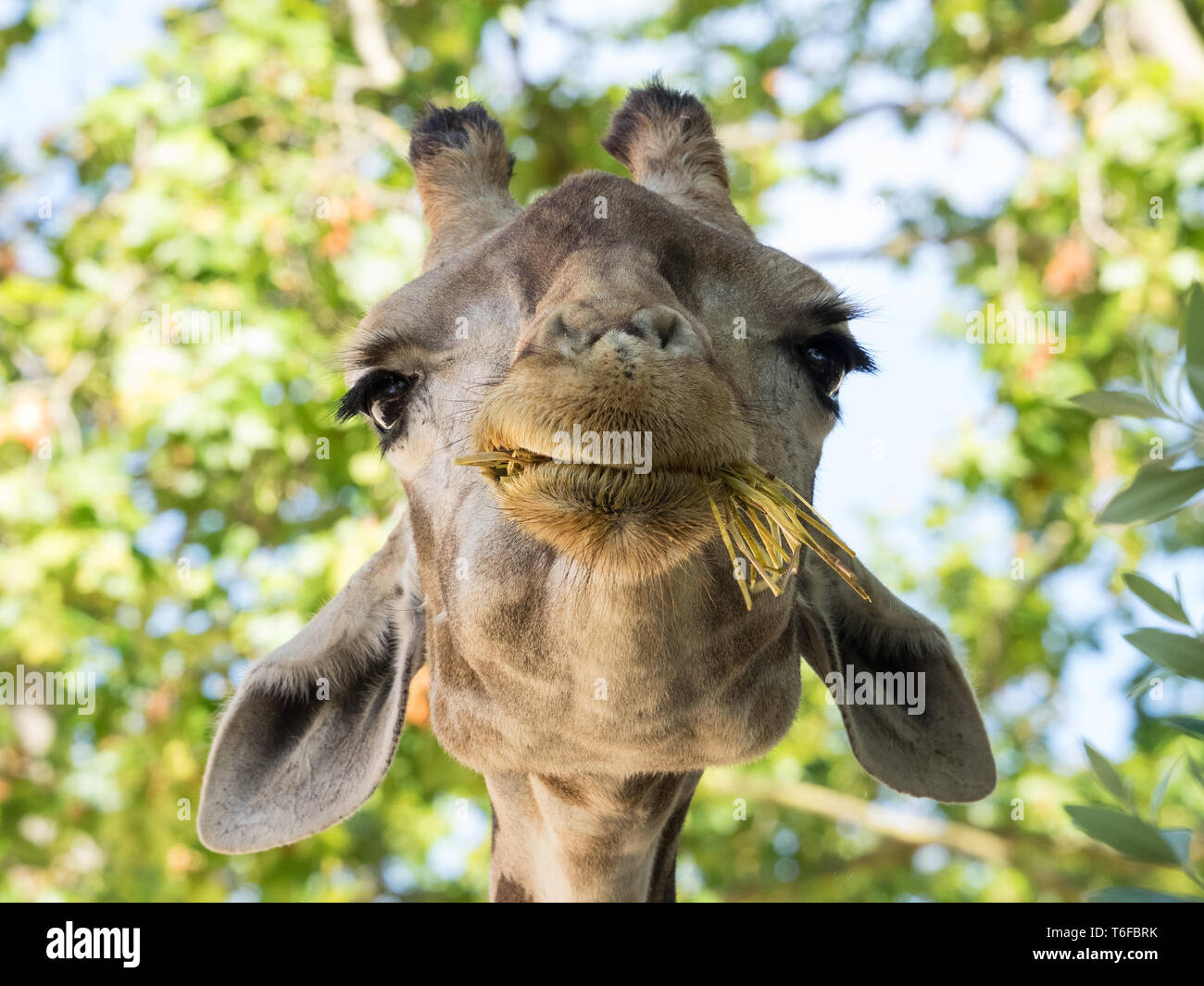 Chewing giraffe hi-res stock photography and images - Alamy