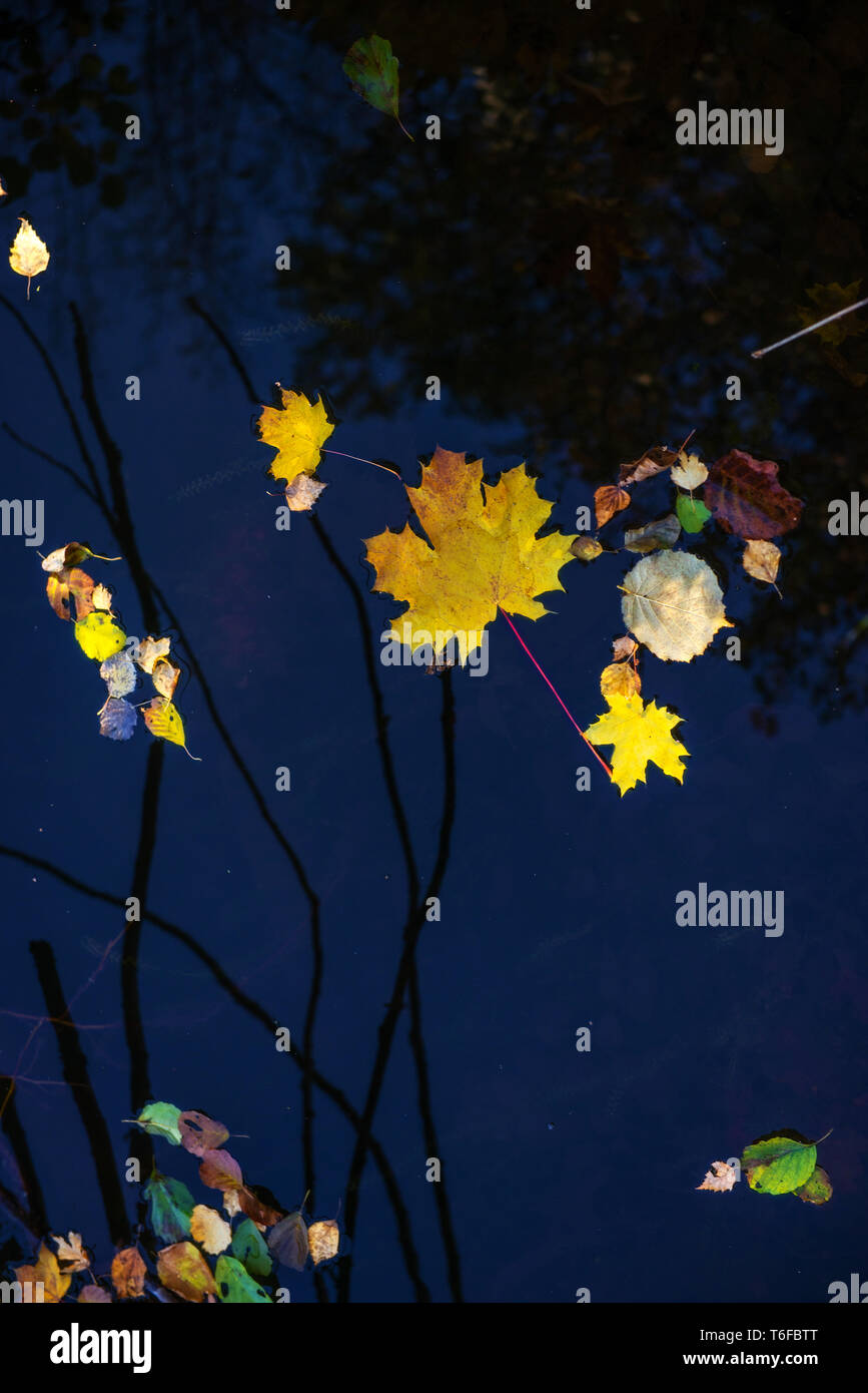 autumn leaves in blue water Stock Photo - Alamy