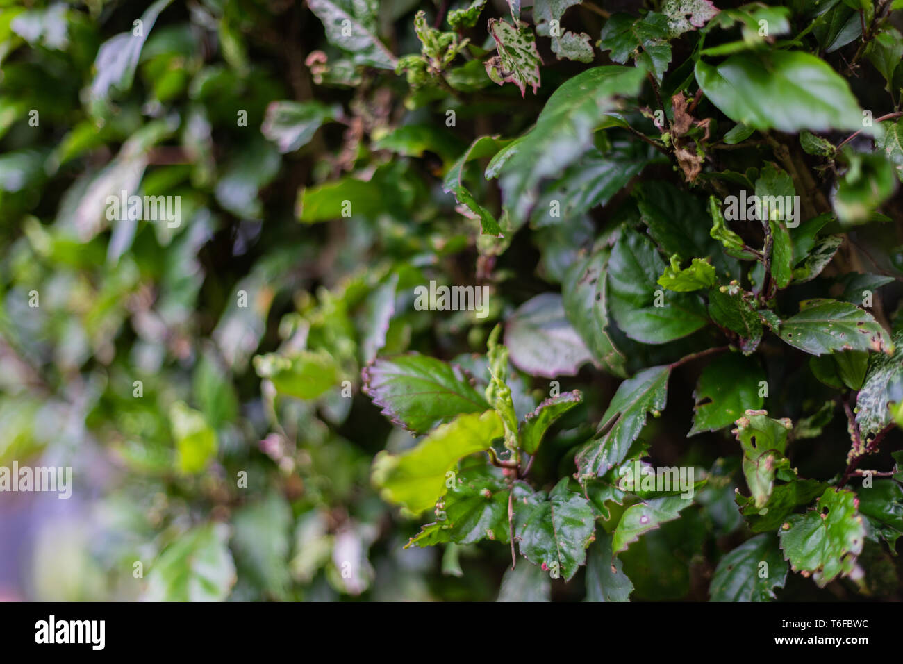 Blurred plants background hi-res stock photography and images - Alamy