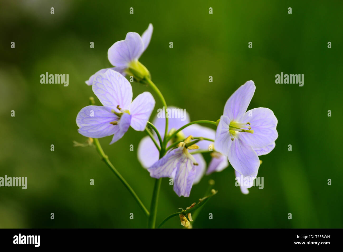 Ladys smock mayflower hi-res stock photography and images - Alamy