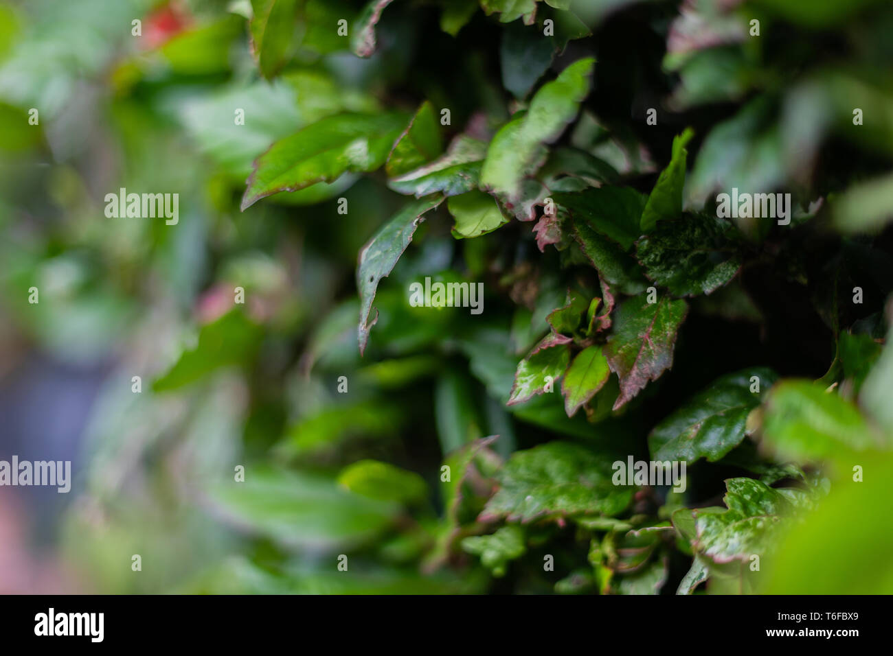 Colourful dappled blurred background hi-res stock photography and ...