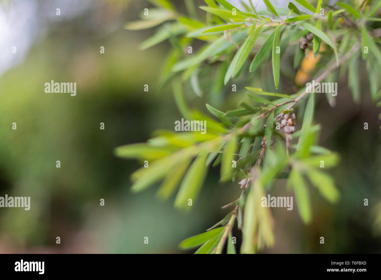 Australian wattle leaves and gum nuts closeup, blurry for background ...