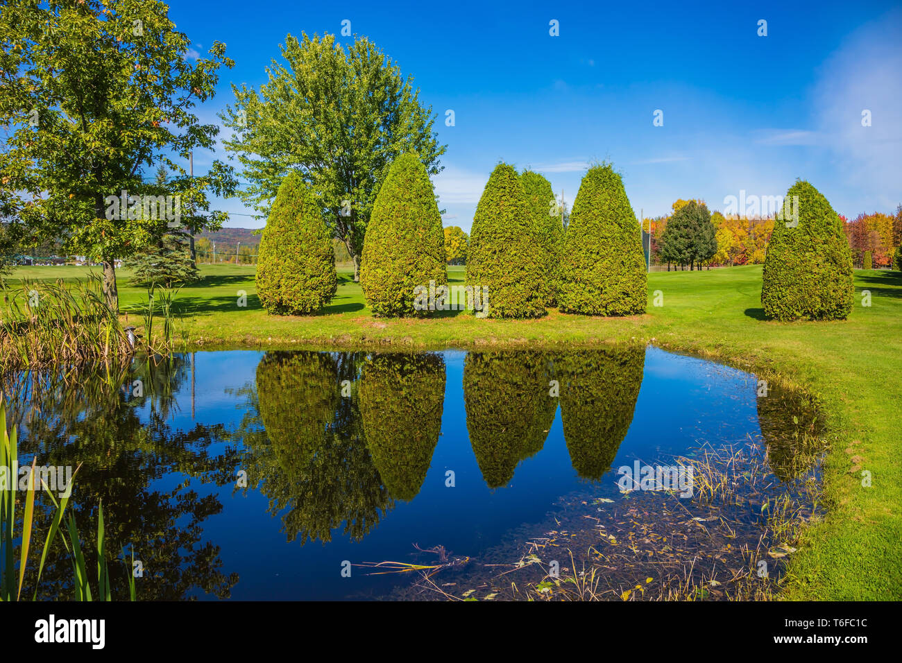 Mirror pond with tree hi-res stock photography and images - Alamy