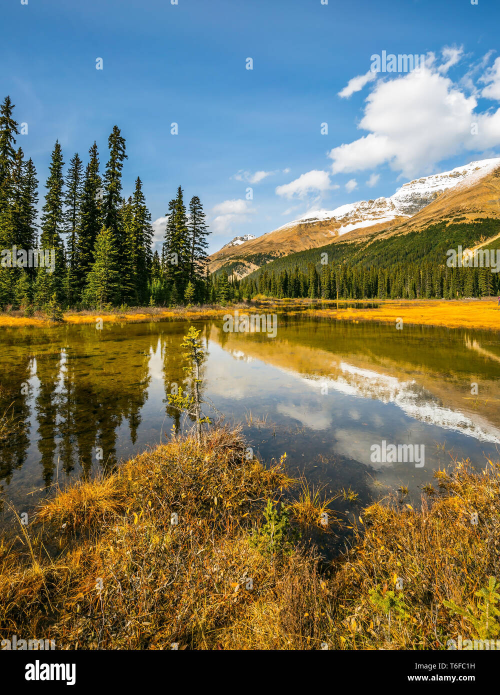 Pine tree in the water hi-res stock photography and images - Alamy