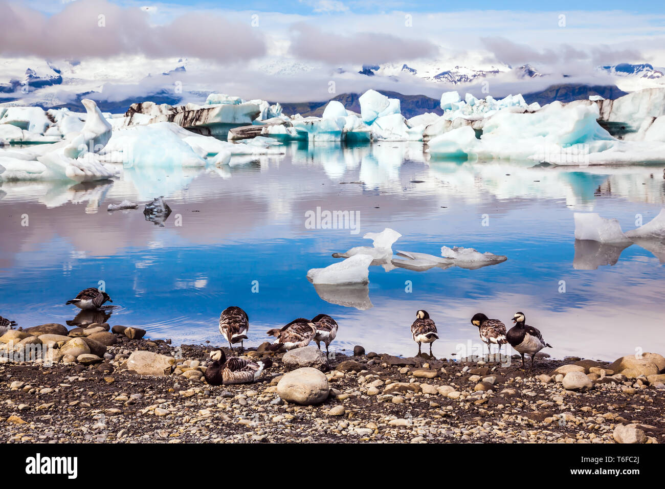 The pack of Icelandic geese is grazed Stock Photo - Alamy
