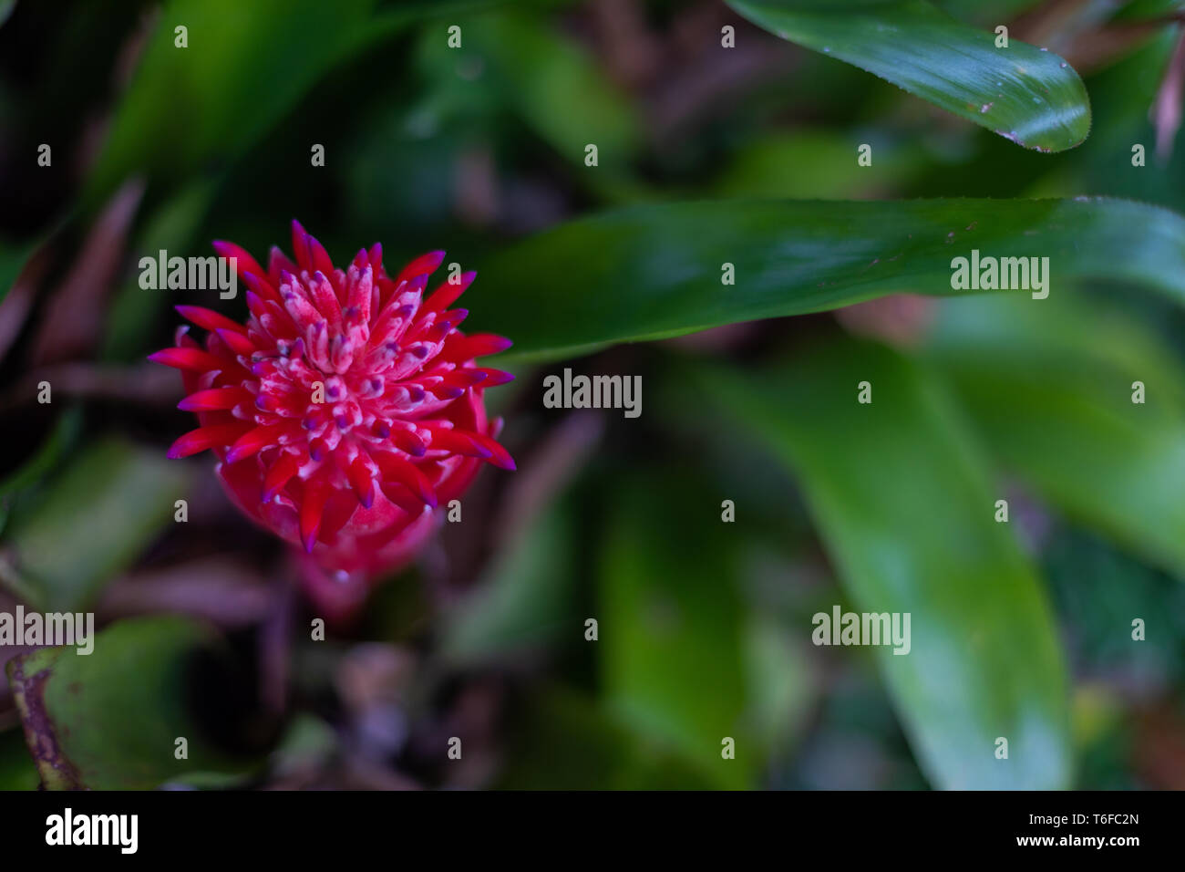 Bright pink bromeliad flower set amongst deep glossy green leaves ...