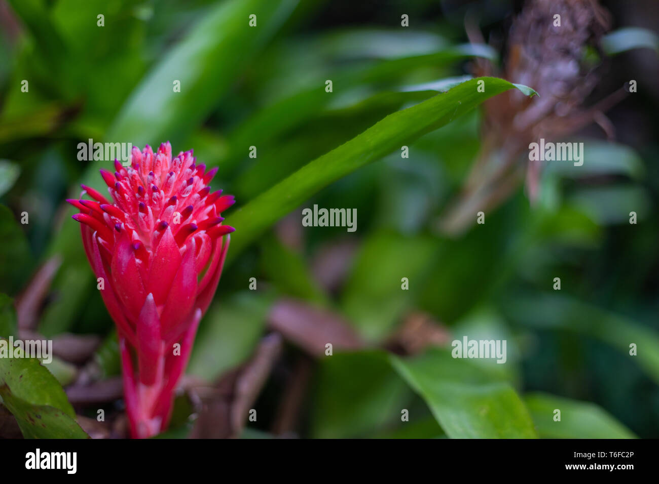 Bright pink bromeliad flower set amongst deep glossy green leaves ...