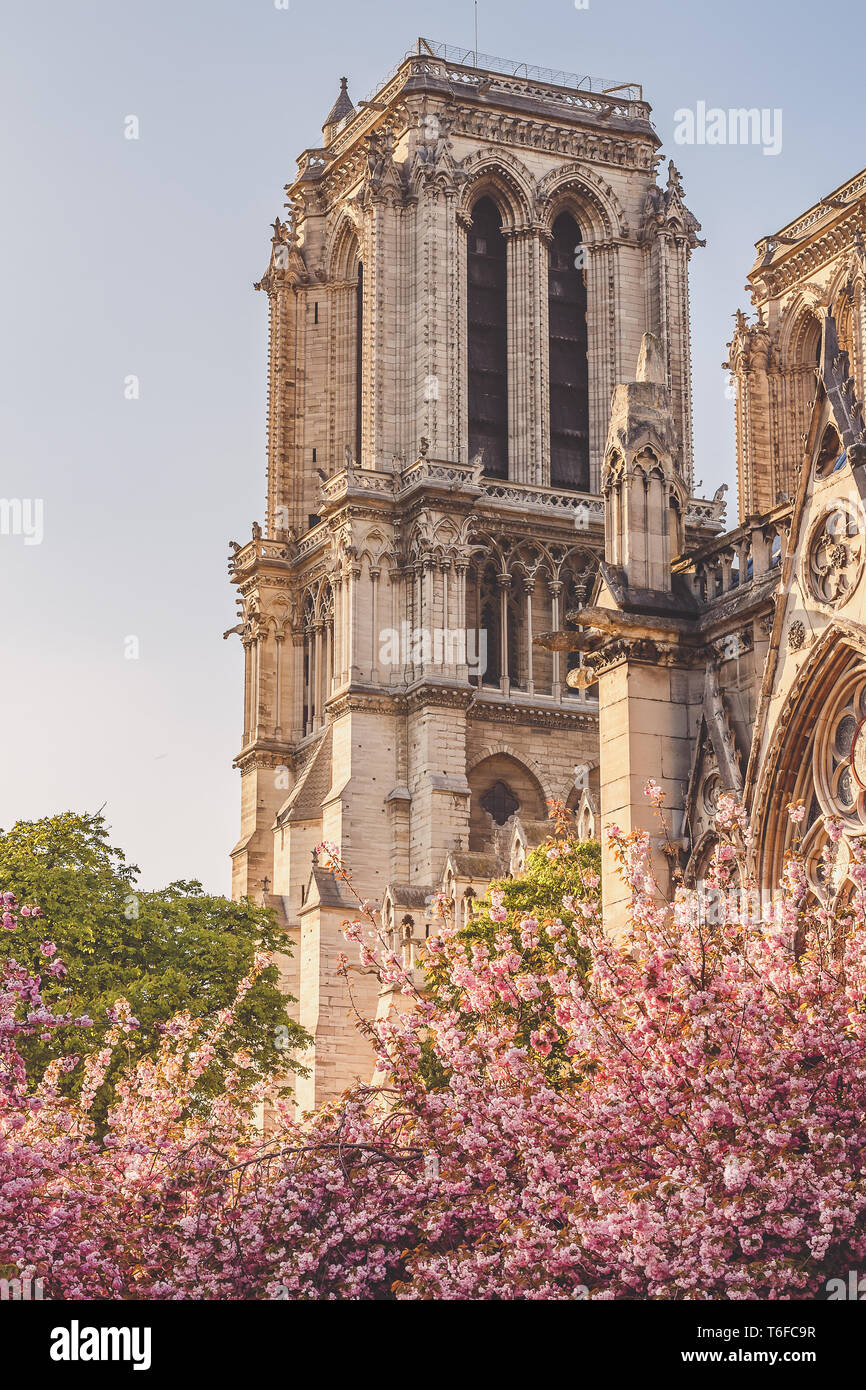 Notre Dame de Paris in warm golden evening light Stock Photo - Alamy