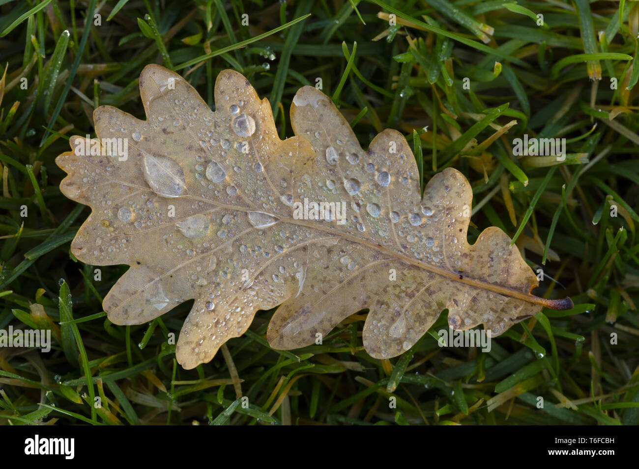 Drip water leaf hi-res stock photography and images - Alamy