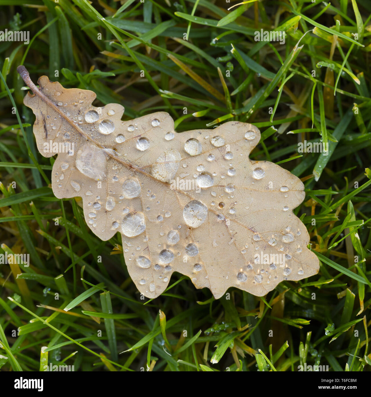 Drip water leaf hi-res stock photography and images - Alamy